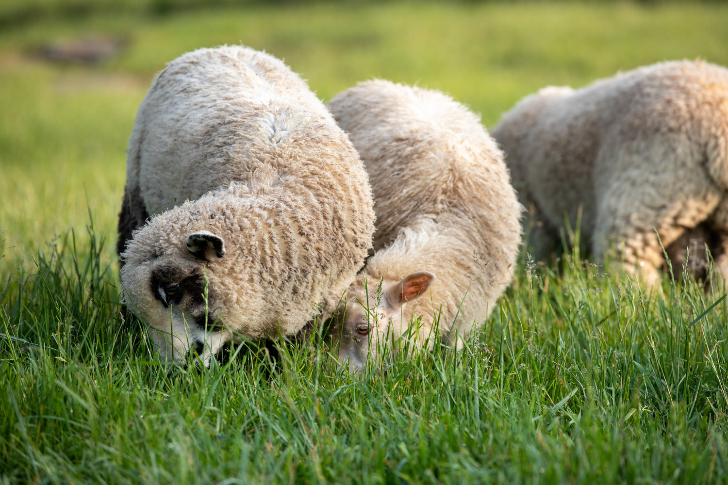Cedar Hill Fiber Farm