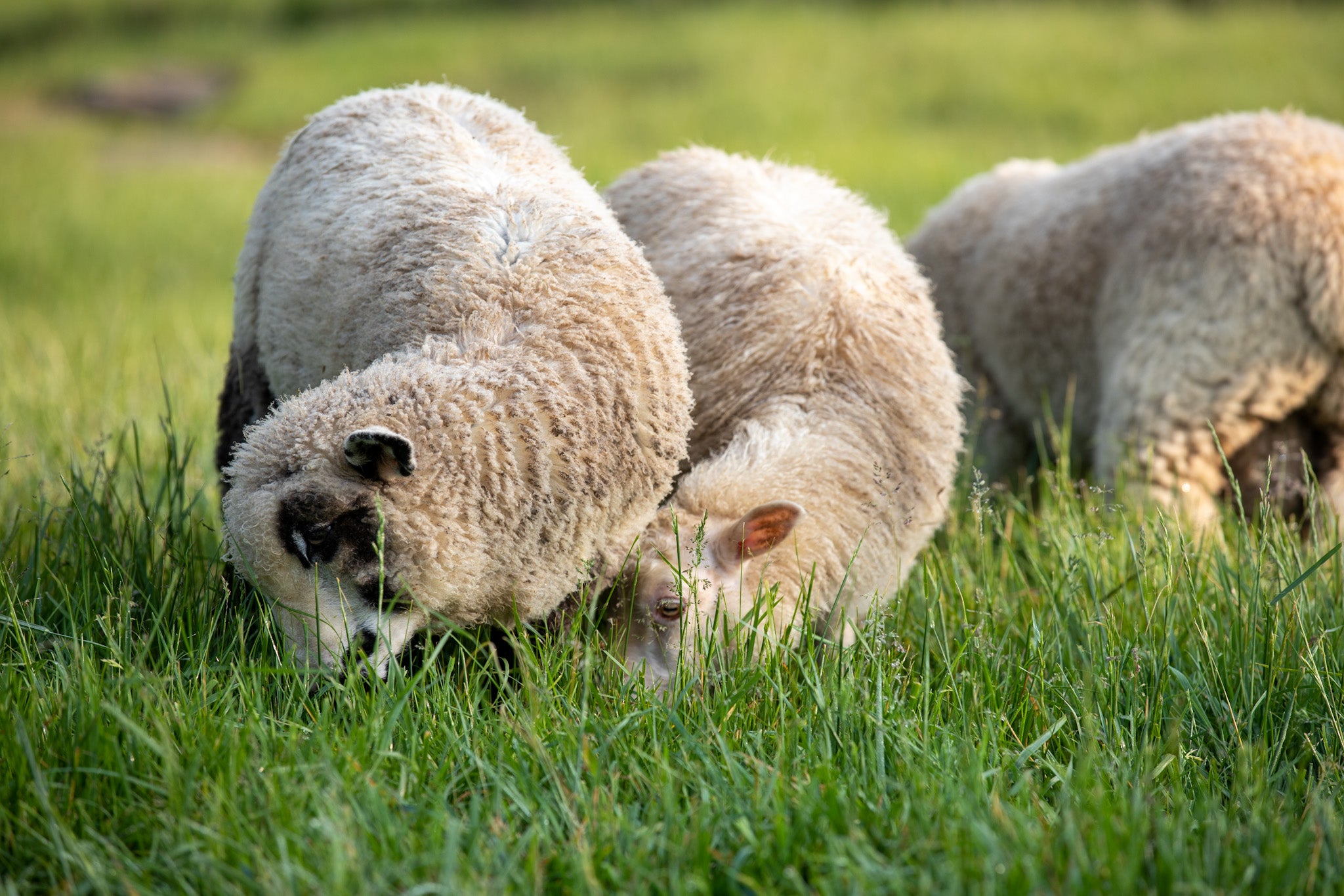 Cedar Hill Fiber Farm