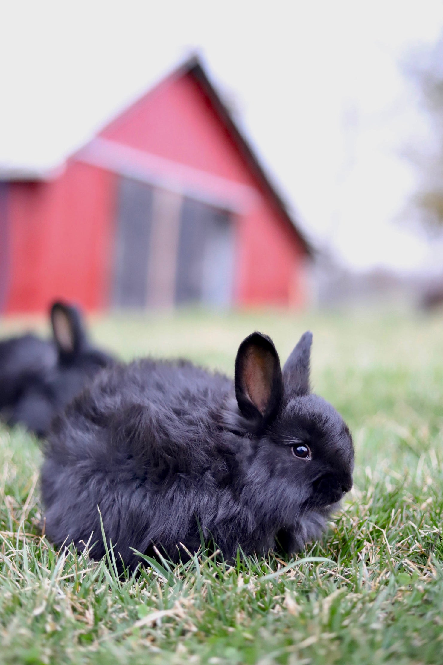 Cedar Hill Fiber Farm